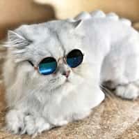 Live Cat Grooming (@Themainlion) Official Clapper | Watch Live Cat ...