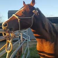 Andy tirres (@elchaca3) Official Clapper | Watch Andy tirres's Newest ...