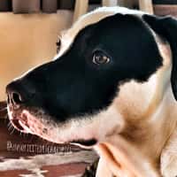 Richard the Rescue (@UnsolicitedRichardPics) Official Clapper | Watch ...