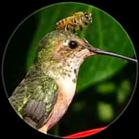 Mr_Gummies (@Mr_Gummies) Official Clapper | Watch Mr_Gummies's Newest ...