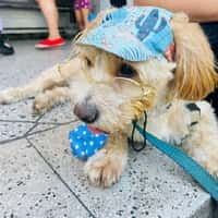 Spike el perro viaje (@AngelDiaz76319785) Official Clapper | Watch ...