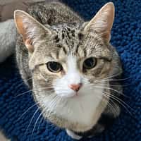 Anime Cat 😻 (@AnimeCatUK) Official Clapper | Watch Anime Cat 😻's Newest ...