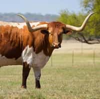 Caleb Snell (@CalebSnell786) Official Clapper | Watch Caleb Snell's ...